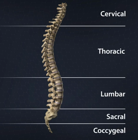 Spine Anatomy & Treatment: Houston Spine Pain Specialists
